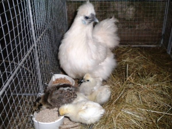 Astuces : Comment reconnaître si une poule de soie est un coq