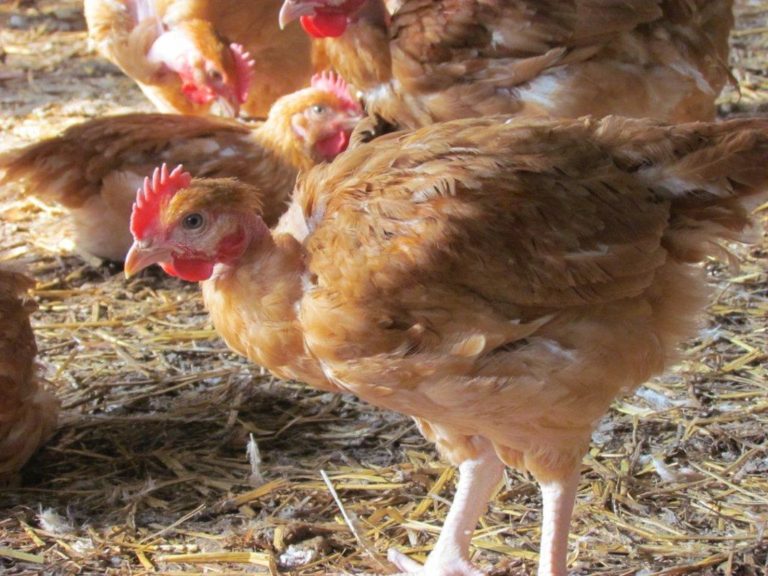Astuces : Quand une jeune poule commence à pondre