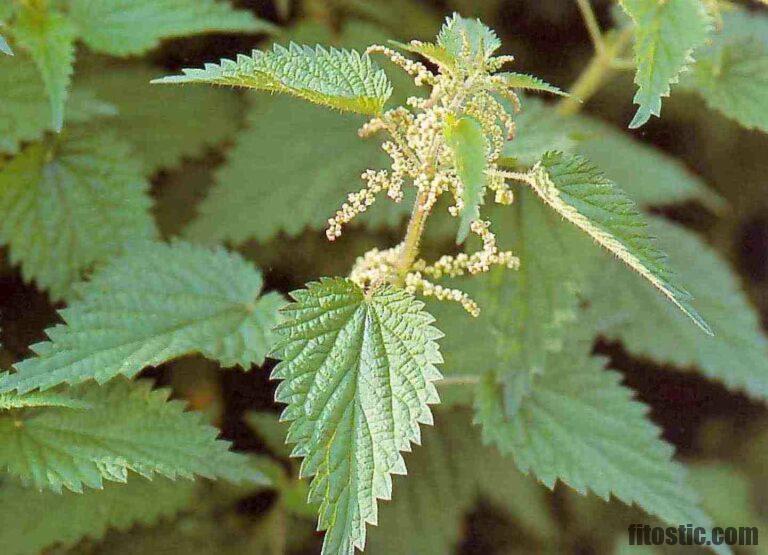 Comment reconnaître l'ortie blanche ? - Fitostic.com - Sport, Mode ...