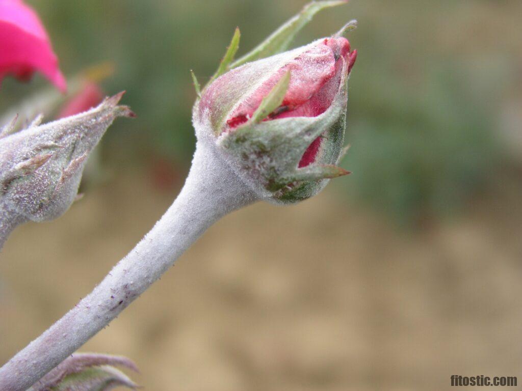 Comment reconnaître un bruit blanc ? - Fitostic.com - Sport, Mode ...