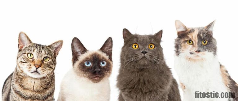 Comment savoir si le chat est prêt à saillir ? - Fitostic.com - Sport ...