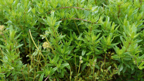 Quel est le générique du Tahor ? - Fitostic.com - Sport, Mode, Beauté ...