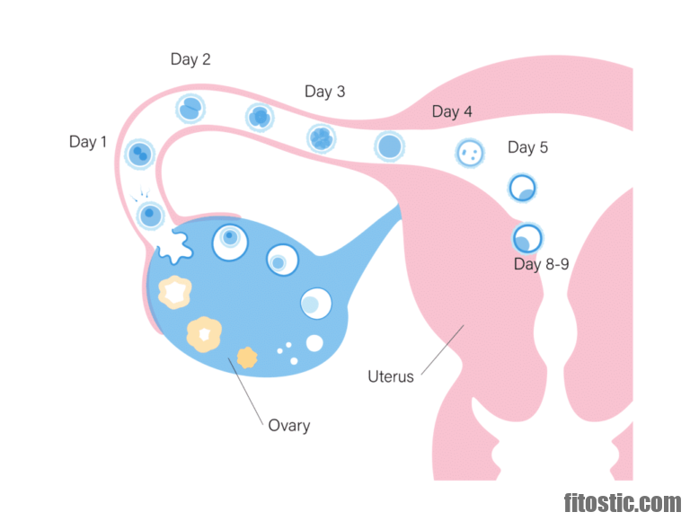 Qu'est-ce qui peut favoriser la nidation